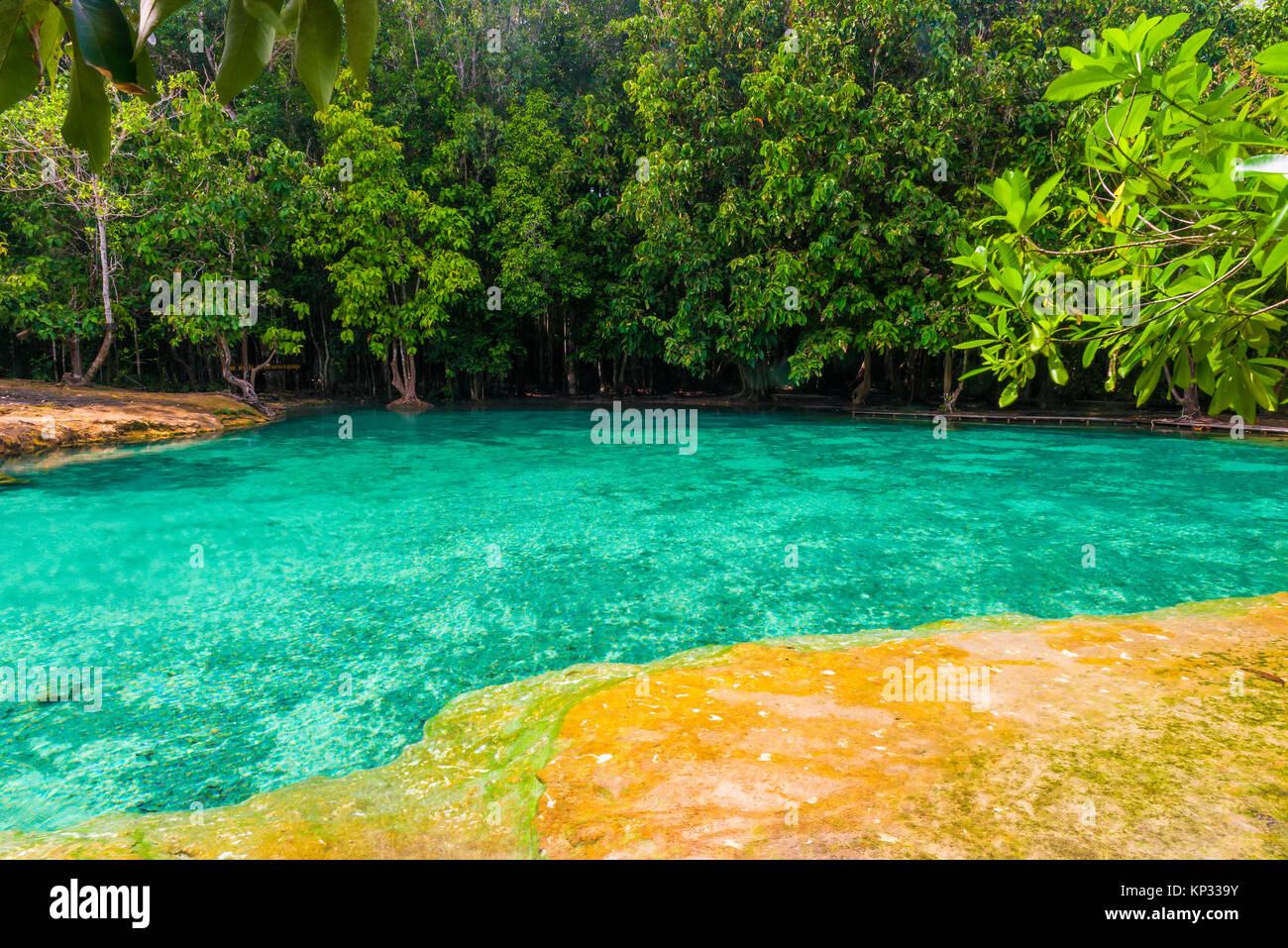 emerald pool is located in the jungles of Krabi in Thailand - a ...