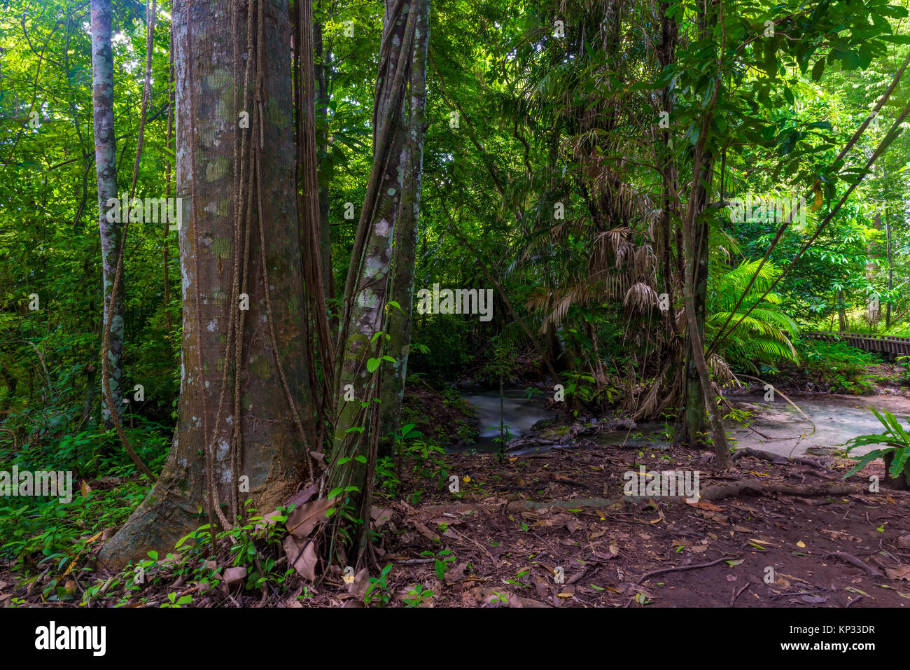 horizontal landscape - tropical forest of Thailand Stock Photo - Alamy
