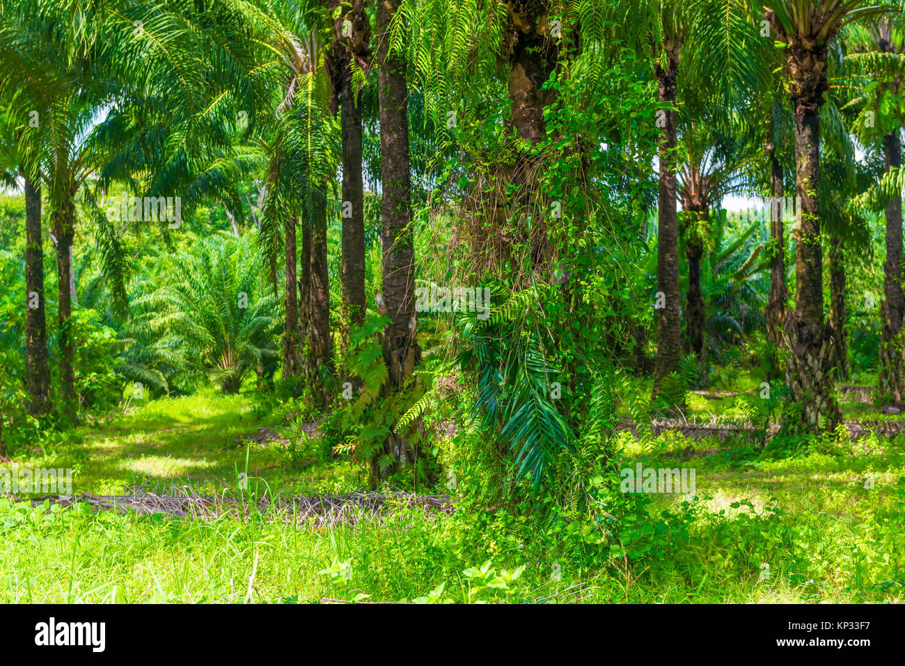 Coconut grove scenery hi-res stock photography and images - Alamy