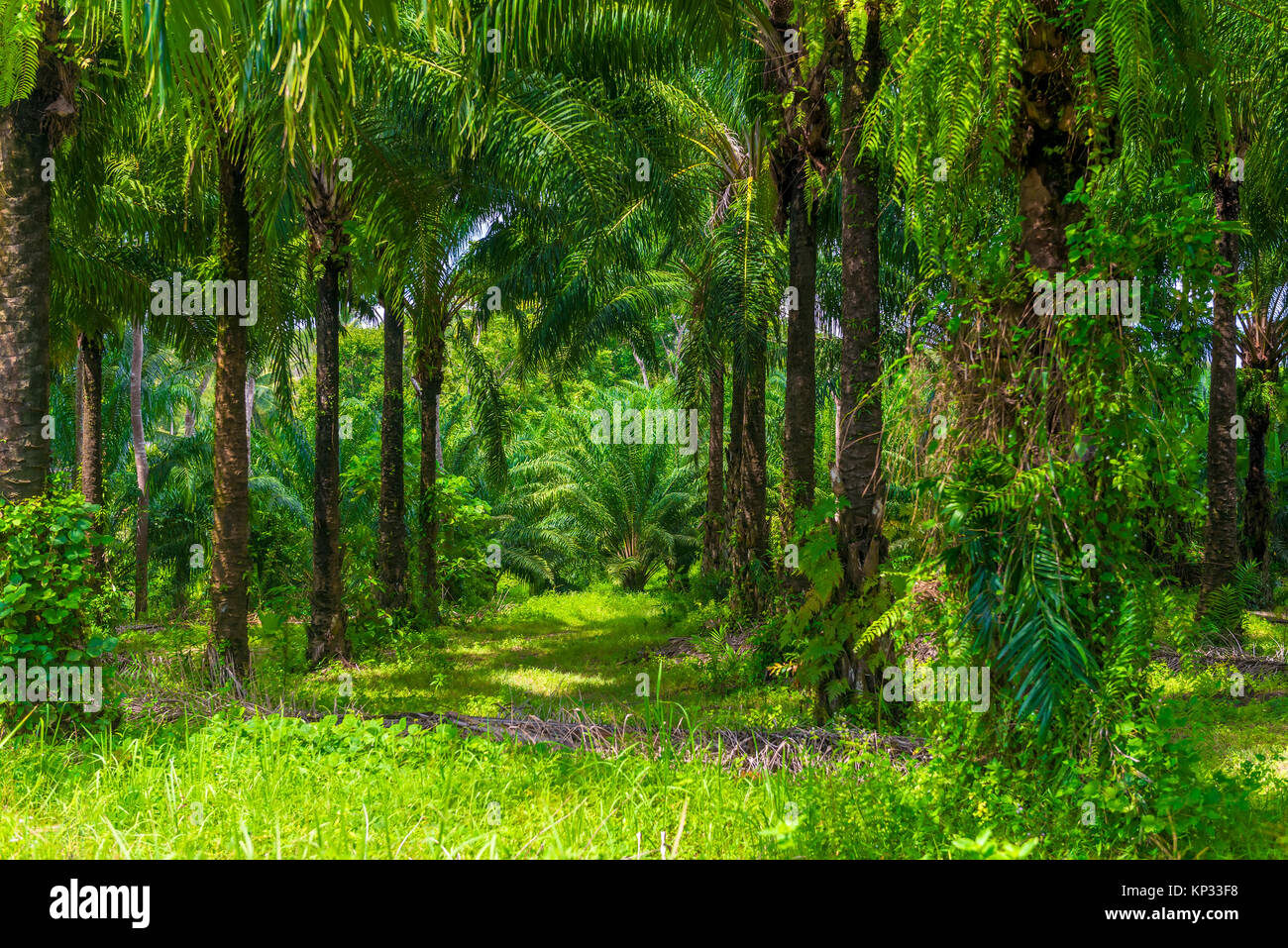 Coconut farm thailand hi-res stock photography and images - Alamy