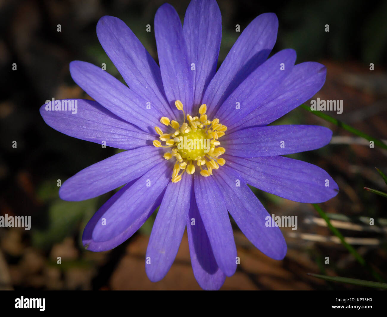 A closeup of a violet Anemone blanda in spring Stock Photo - Alamy