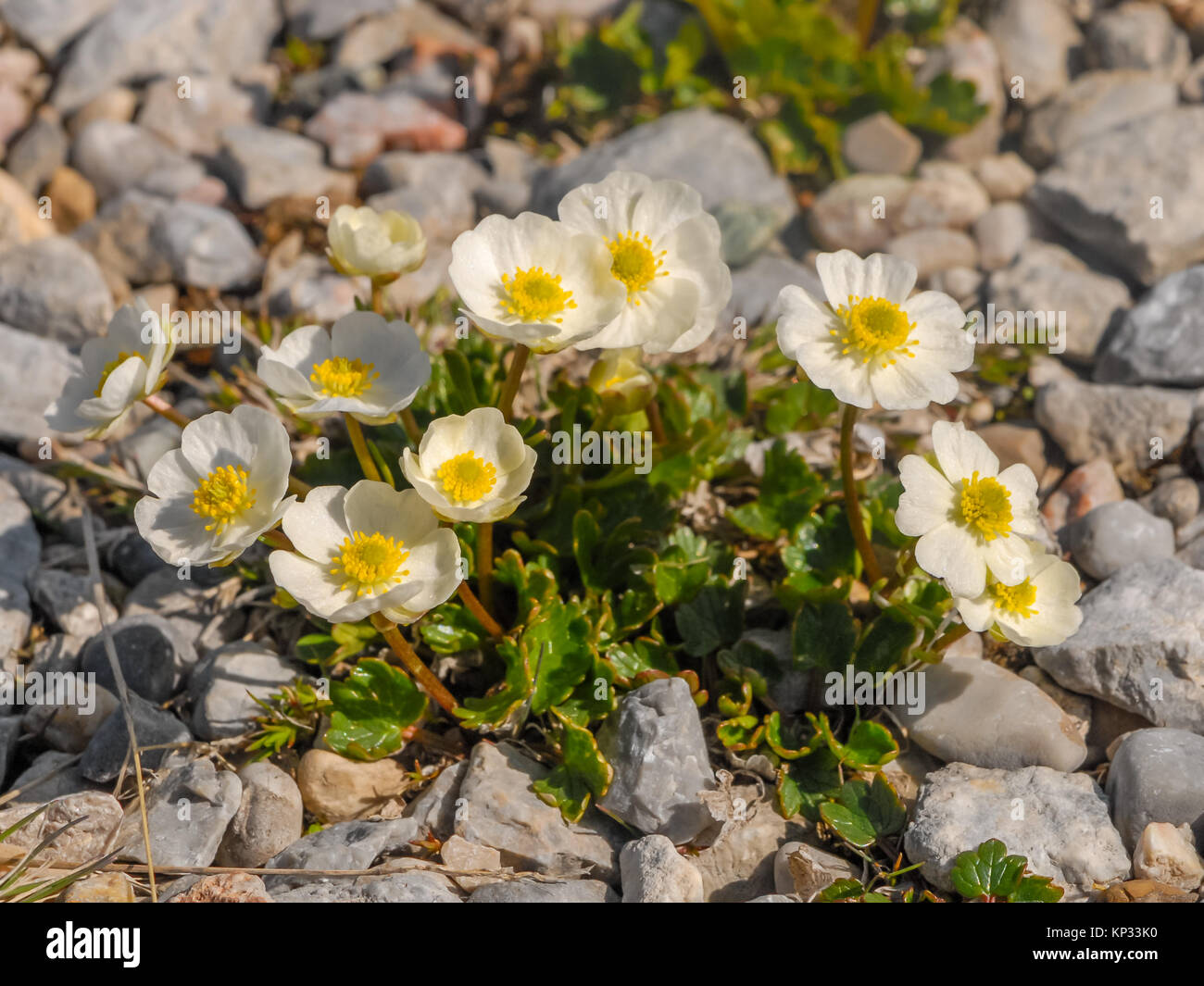 An alpine buttercup (Ranunculus alpestris) in the austrian mountains ...