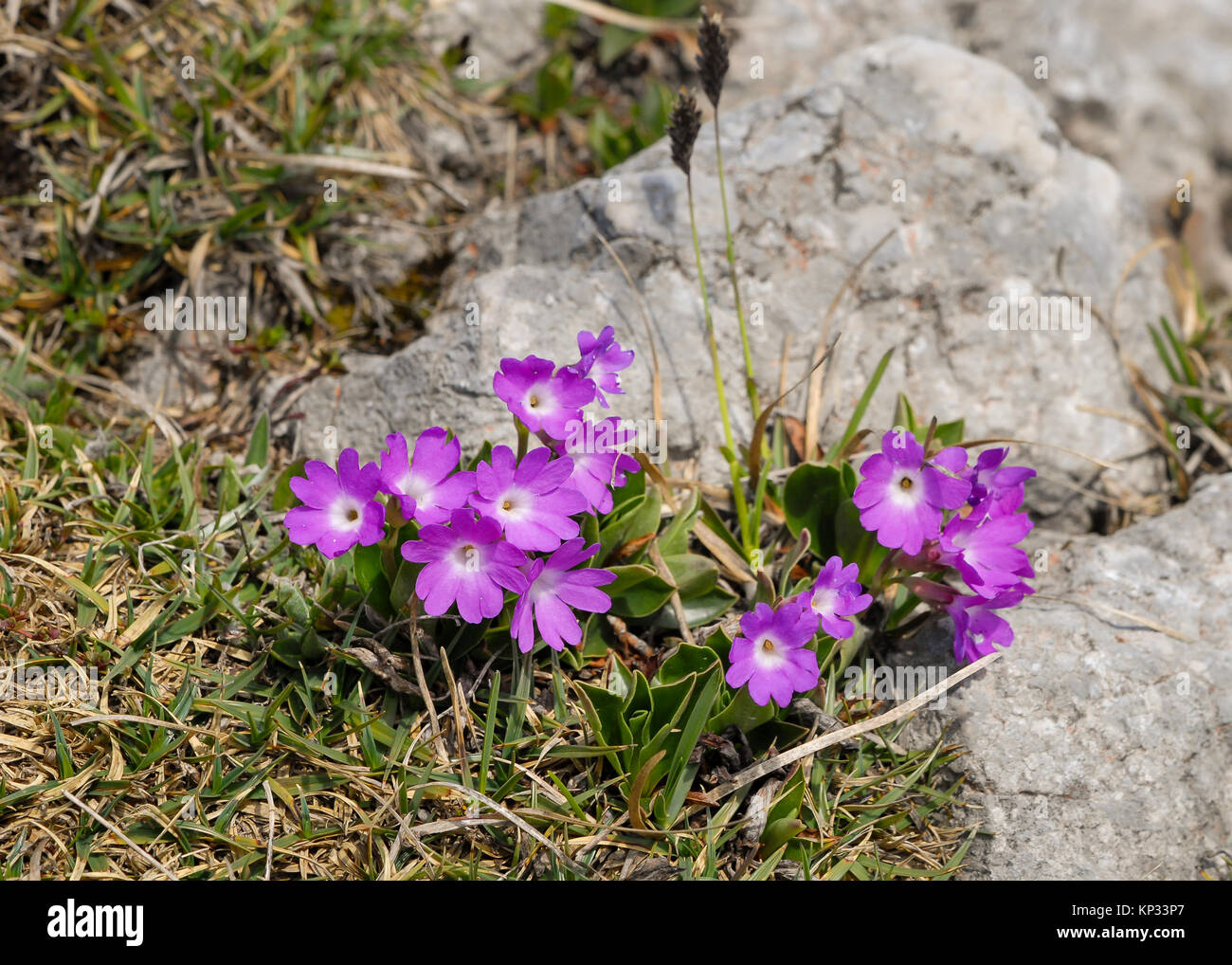 An alpine primerose (Primula wulfenaina) in the austrian alps Stock ...