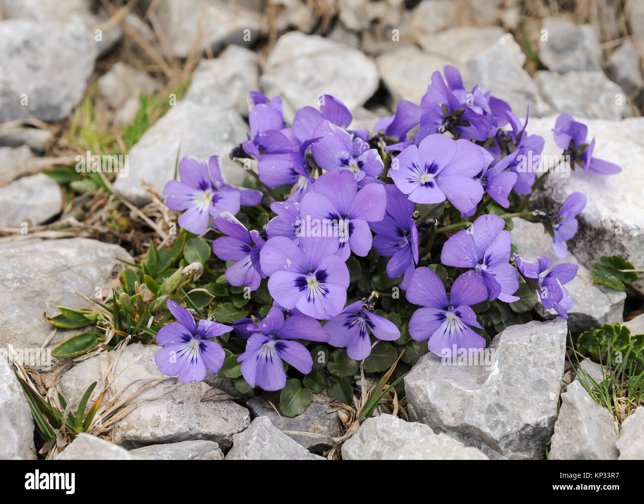 An alpine violet (Viola cf. calcarata) in the eastern austrian alps ...