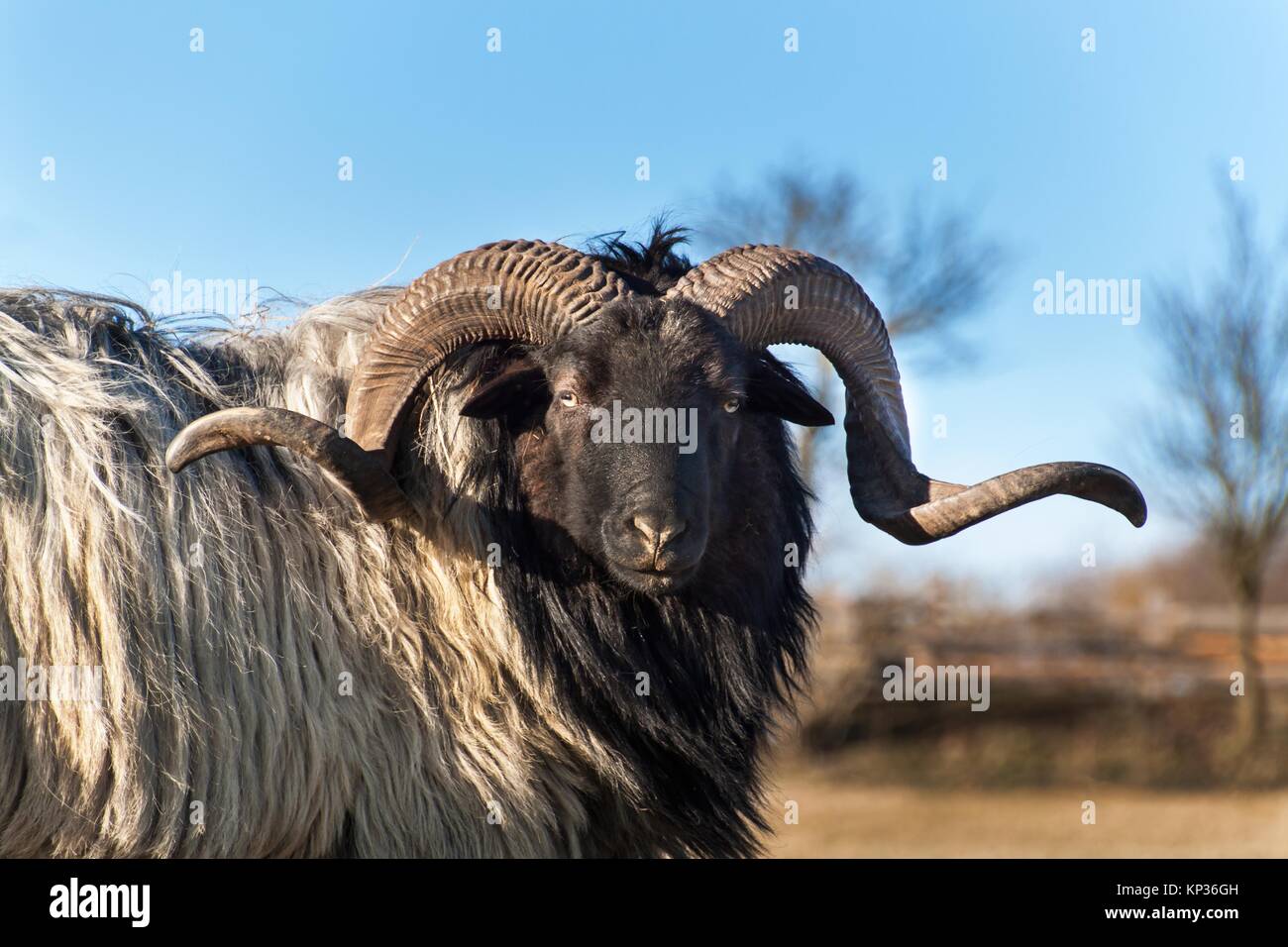 Ram grazing in a pasture. A view of the ram's head. Autumn afternoon on ...