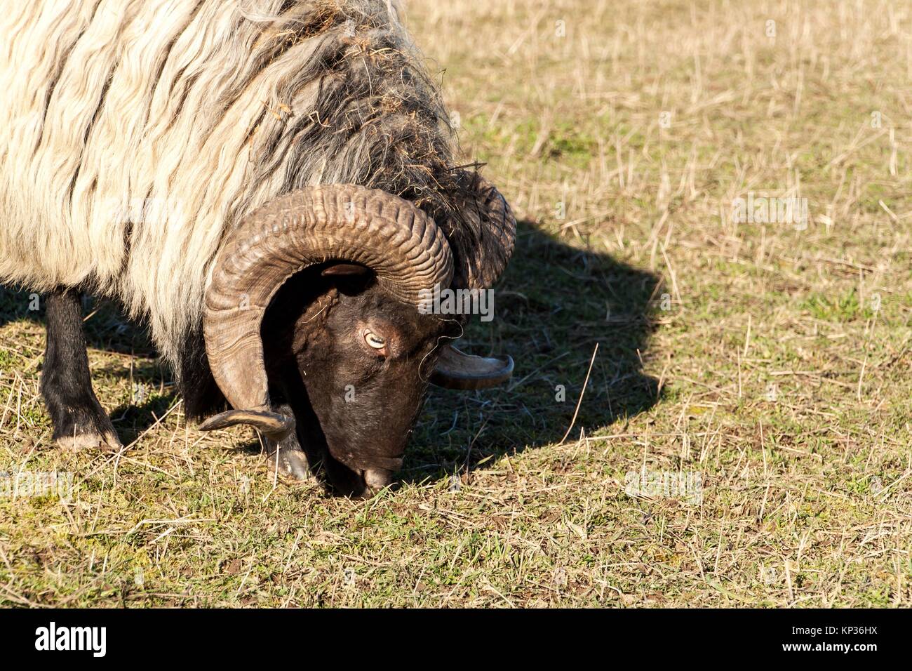 Ram grazing in a pasture. A view of the ram's head. Autumn afternoon on the farm. Cattle ...