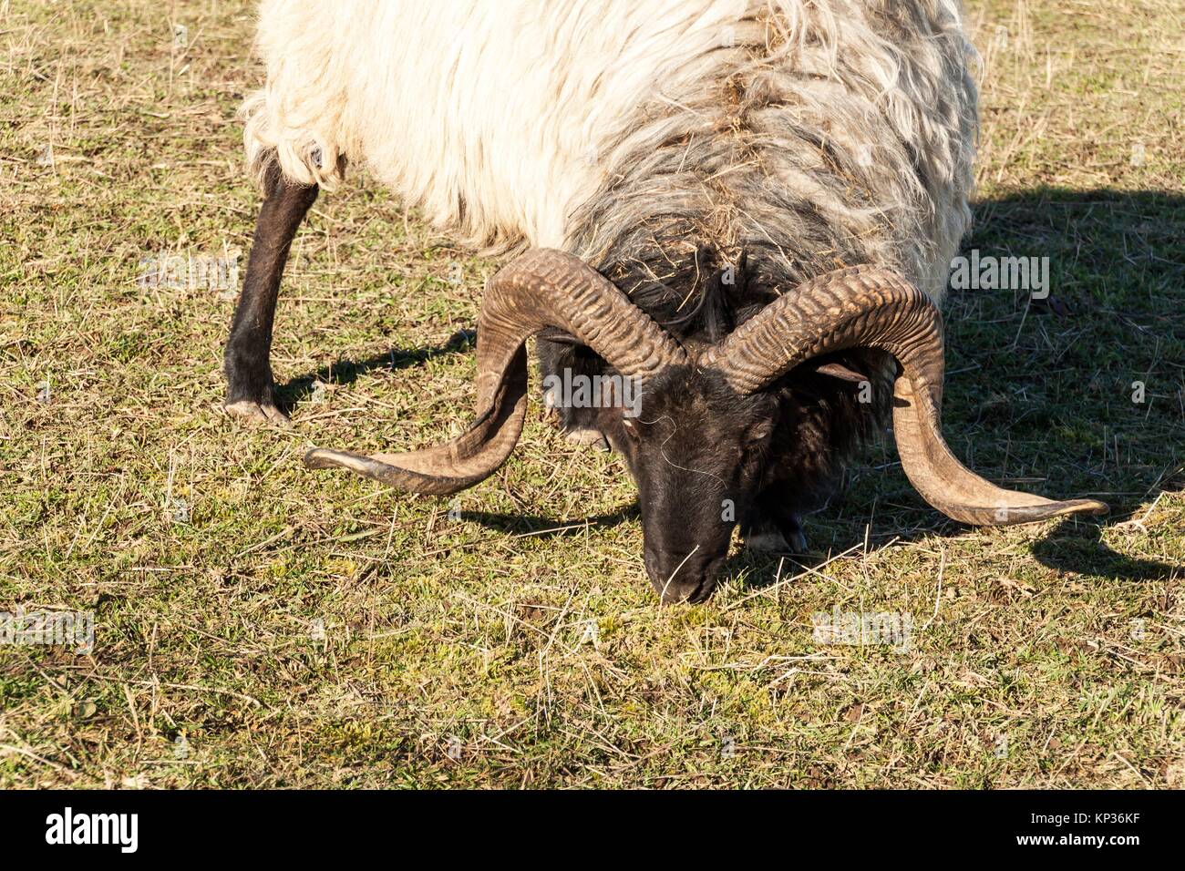 Ram grazing in a pasture. A view of the ram's head. Autumn afternoon on the farm. Cattle ...