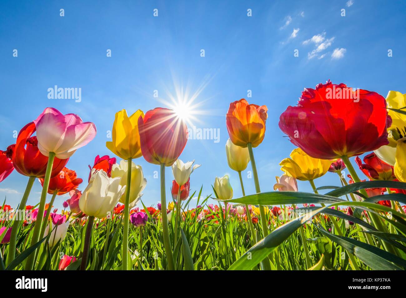 Sun bavaria hi-res stock photography and images - Alamy
