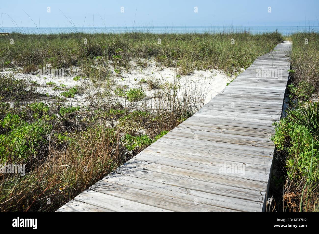Florida alligator beach hi-res stock photography and images - Alamy