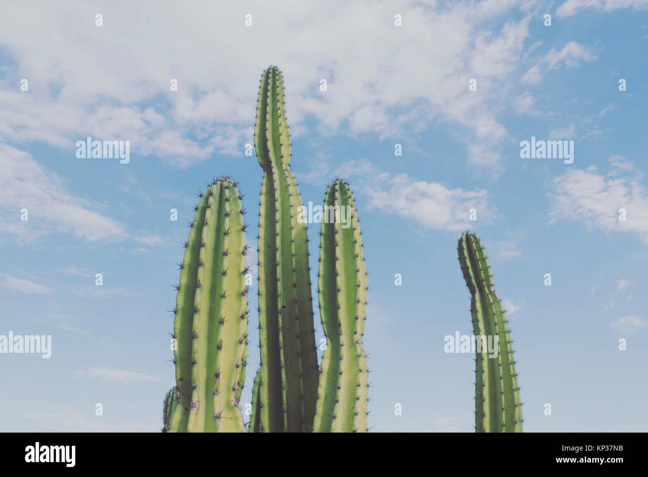 Tall cactus from below hi-res stock photography and images - Alamy