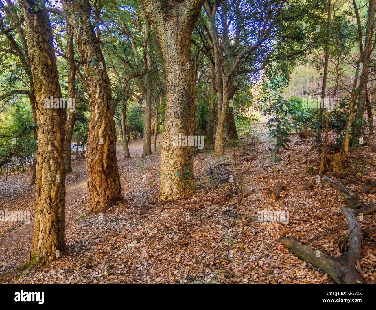 Old pathway hi-res stock photography and images - Alamy