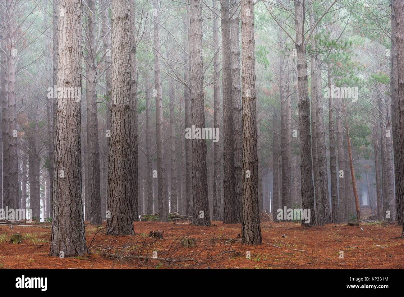 Forest cape south africa hi-res stock photography and images - Alamy