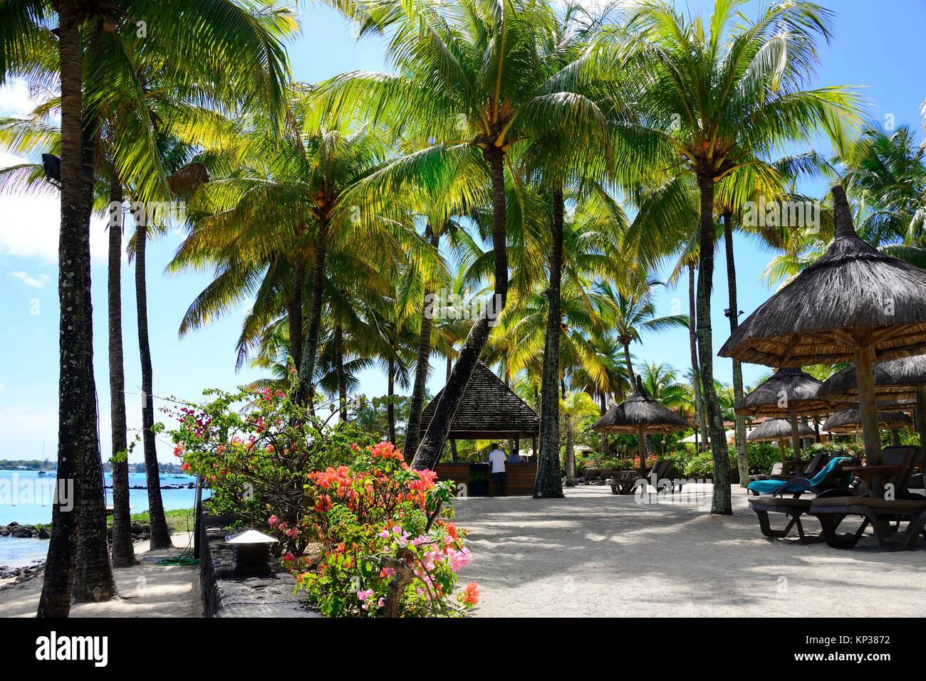 Mascarene islands flora hi-res stock photography and images - Alamy