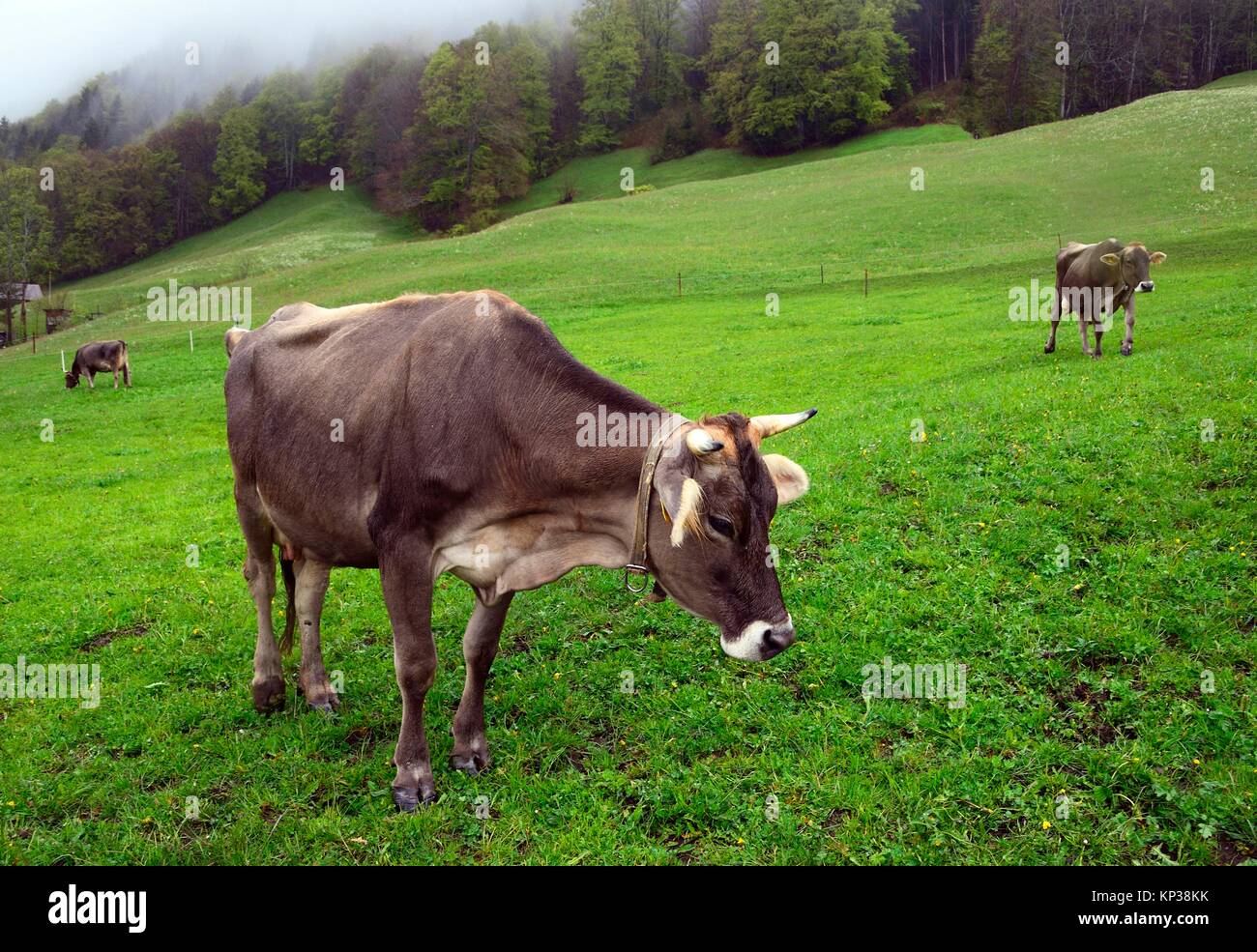 Swiss Cow Alps High Resolution Stock Photography and Images - Alamy