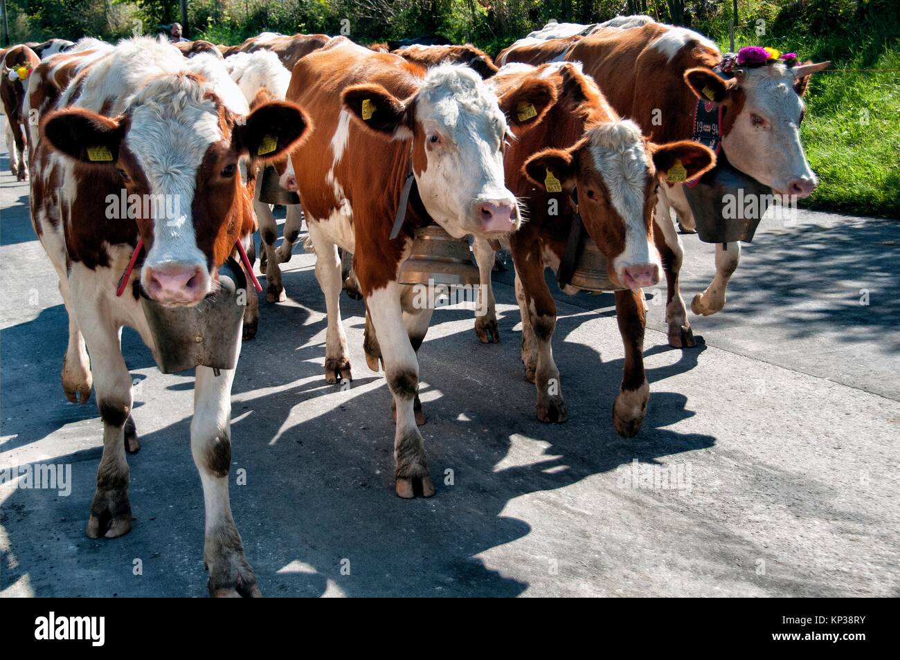 Traditional Swiss Cowbells High Resolution Stock Photography and Images ...
