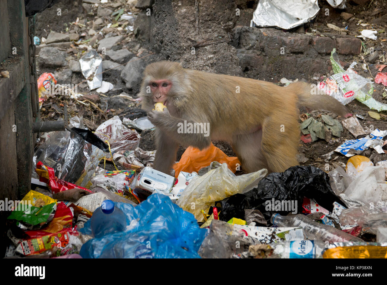 Rhesus macaque monkey scavenging food from dumpster in Mcleod Ganj ...