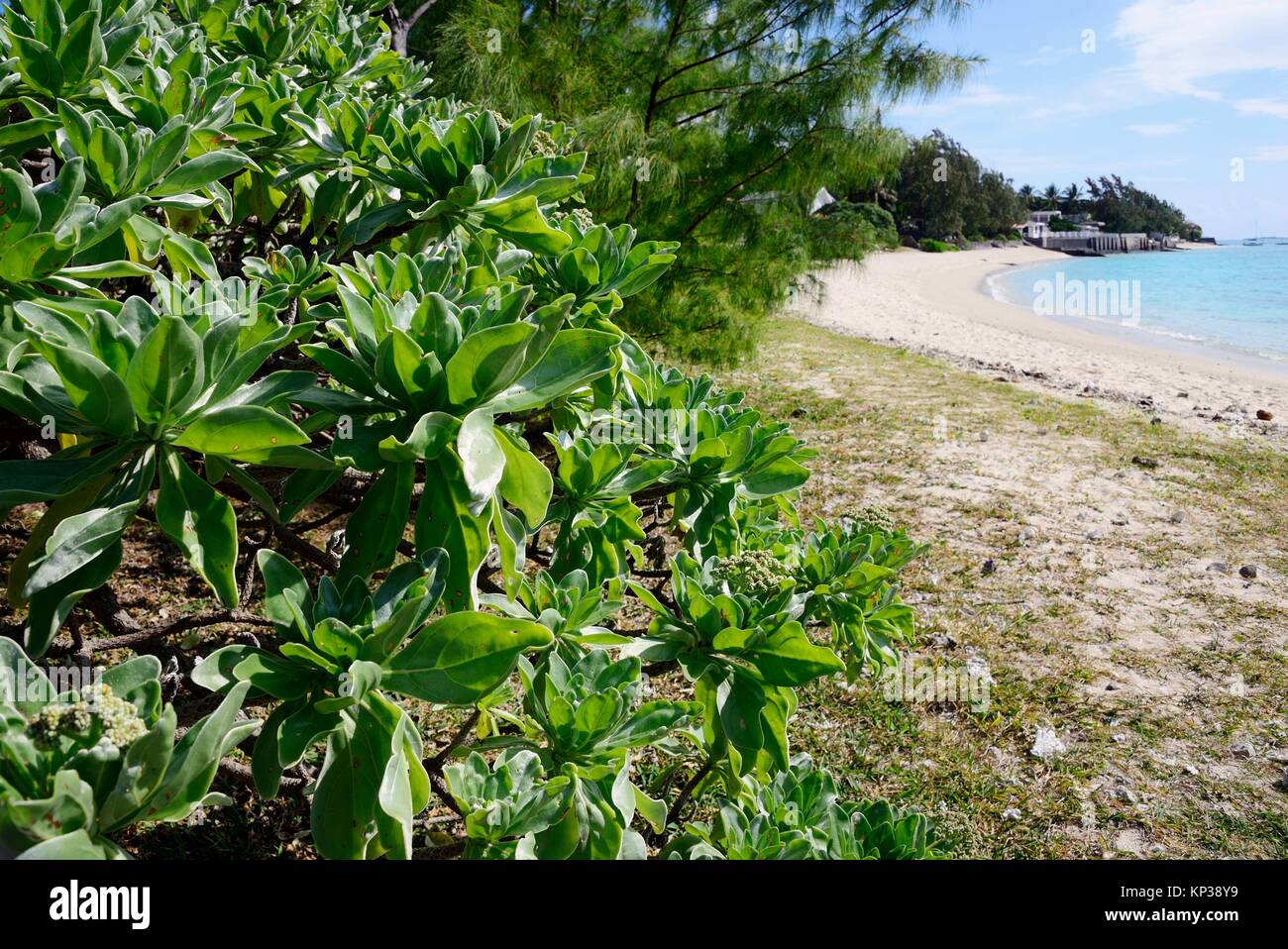 Wildlife, Heliotropium foertherianum, Veloutier, Velvet Soldierbush ...