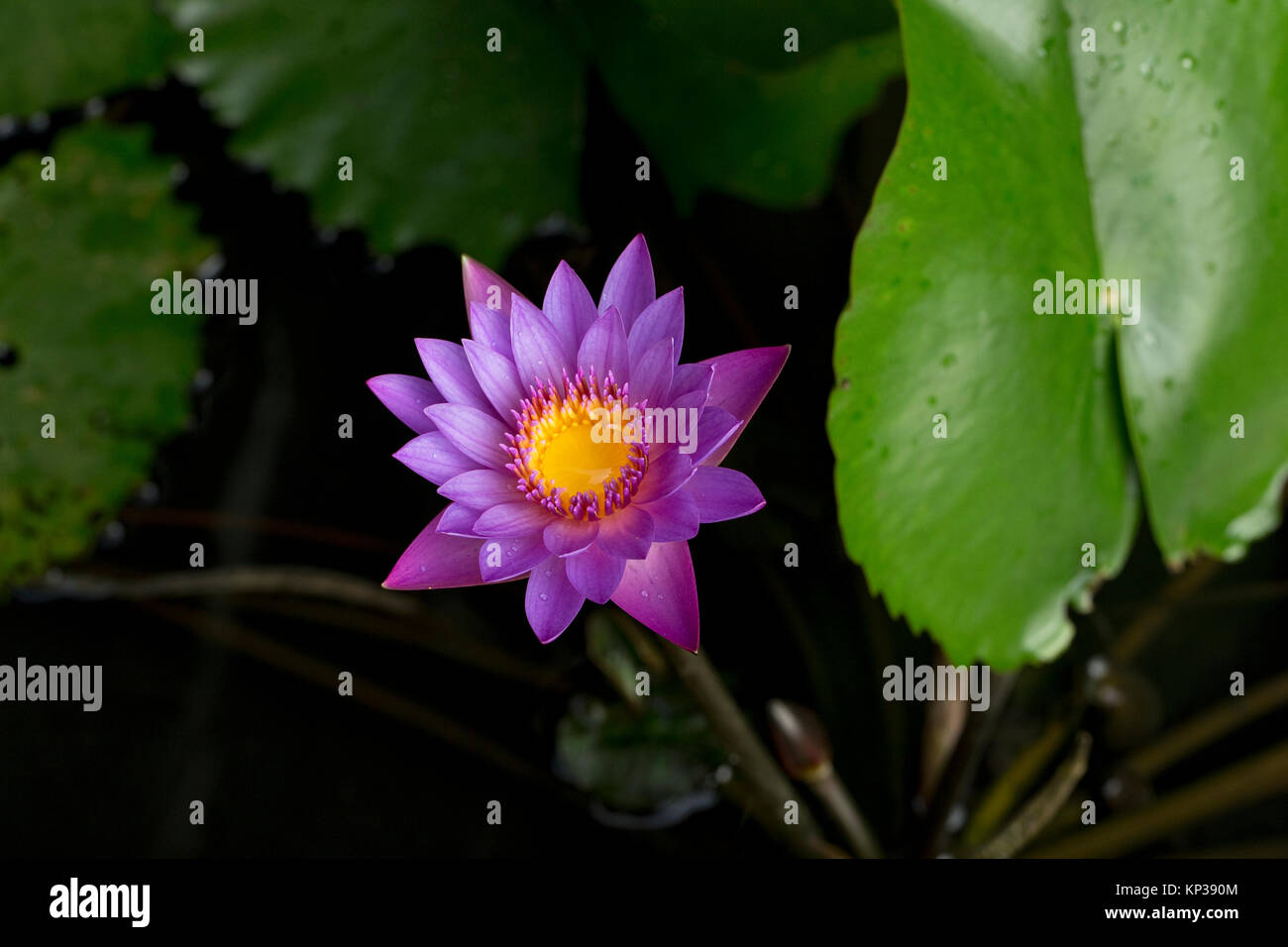 Nymphaea Stellata Stock Photos & Nymphaea Stellata Stock Images - Alamy