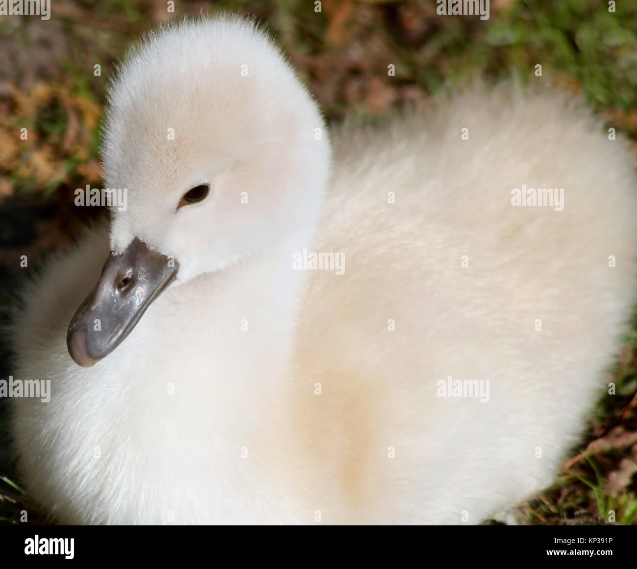 Tiny little bird hi-res stock photography and images - Alamy