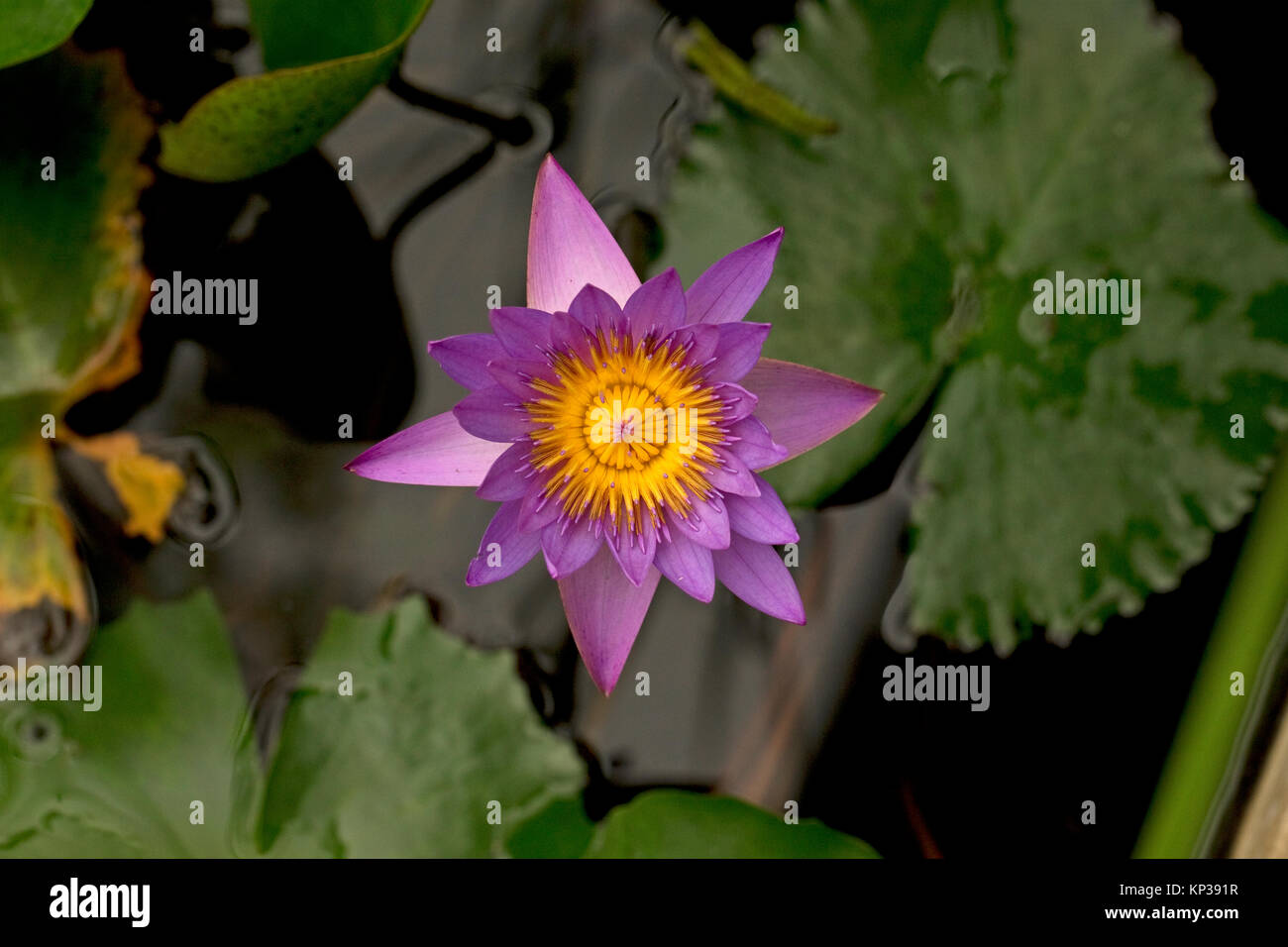 Blue Water Lily (Nymphaea stellata Stock Photo - Alamy
