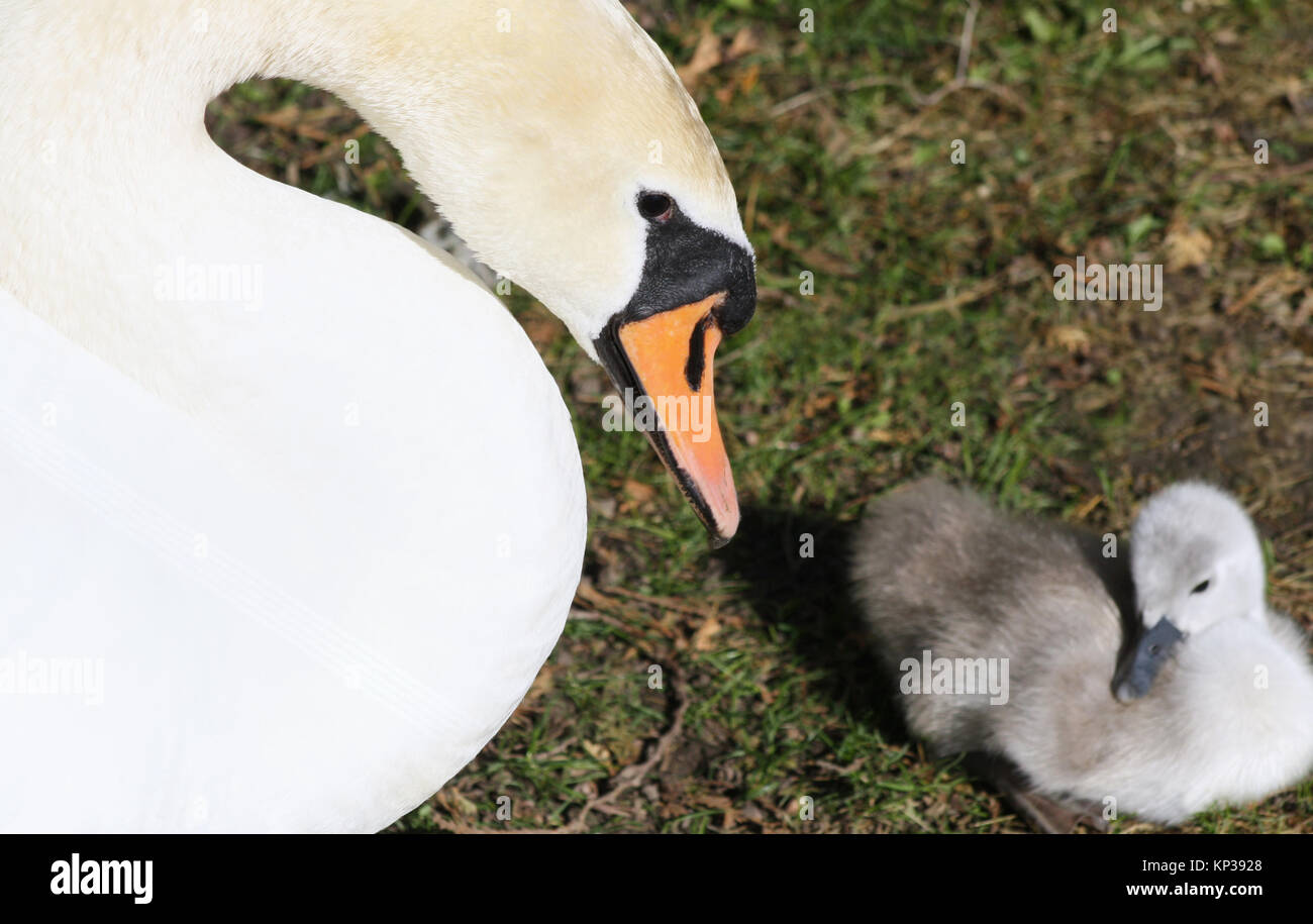 Female Mute Swan watches over her tiny 3 day old Cygnet Stock Photo - Alamy