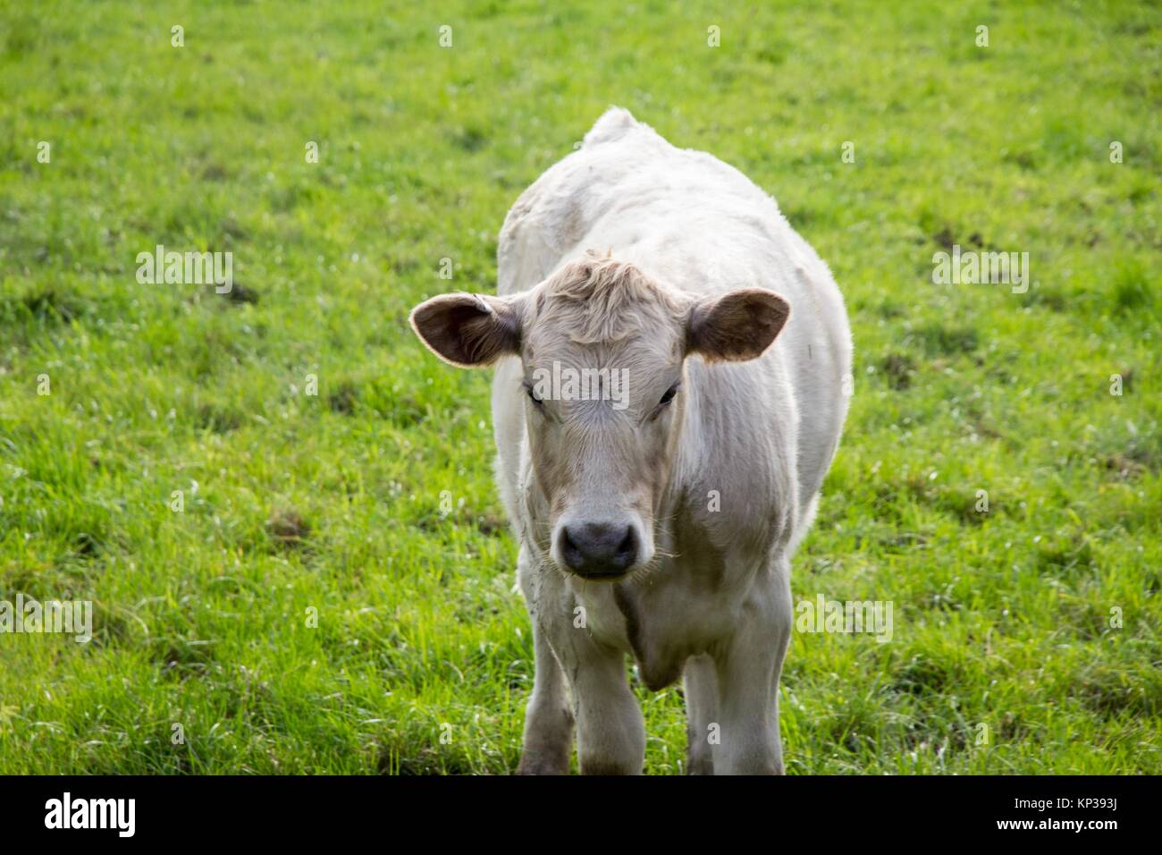 Limousin Cow in a UK farm field Stock Photo - Alamy