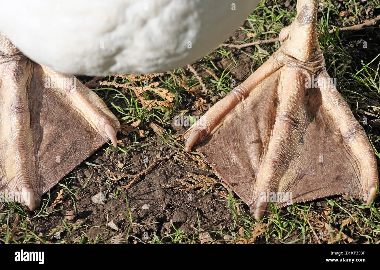 Webbed hi-res stock photography and images - Alamy