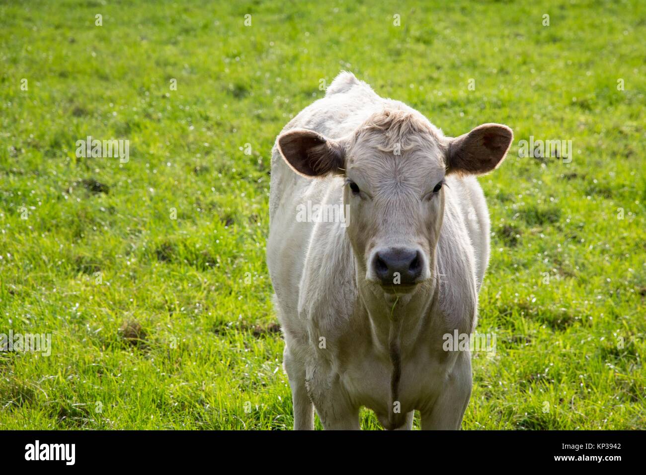 Limousin Cow in a UK farm field Stock Photo - Alamy