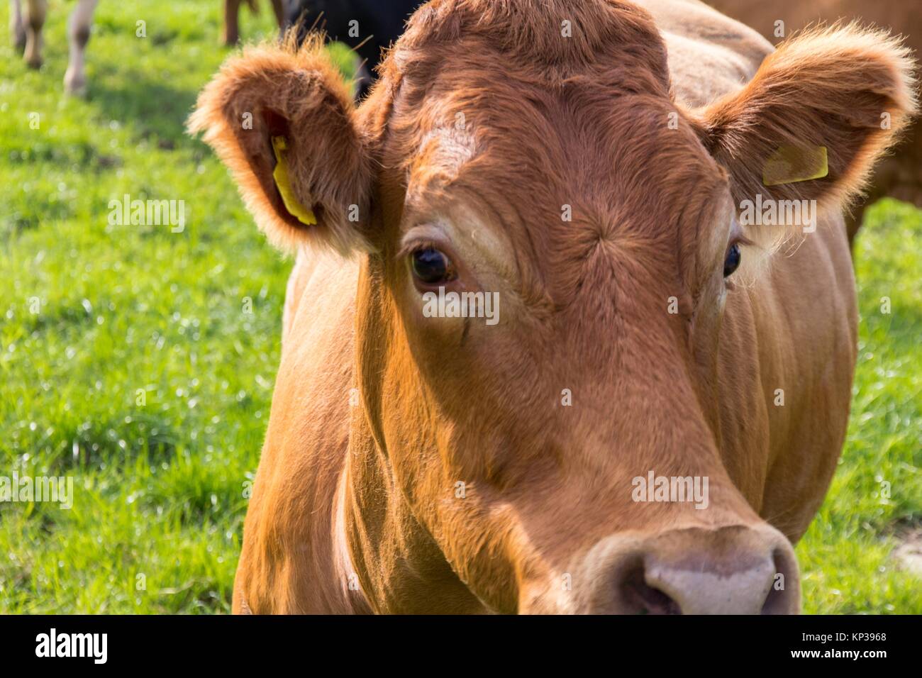Limousin Cow in a UK farm field Stock Photo - Alamy