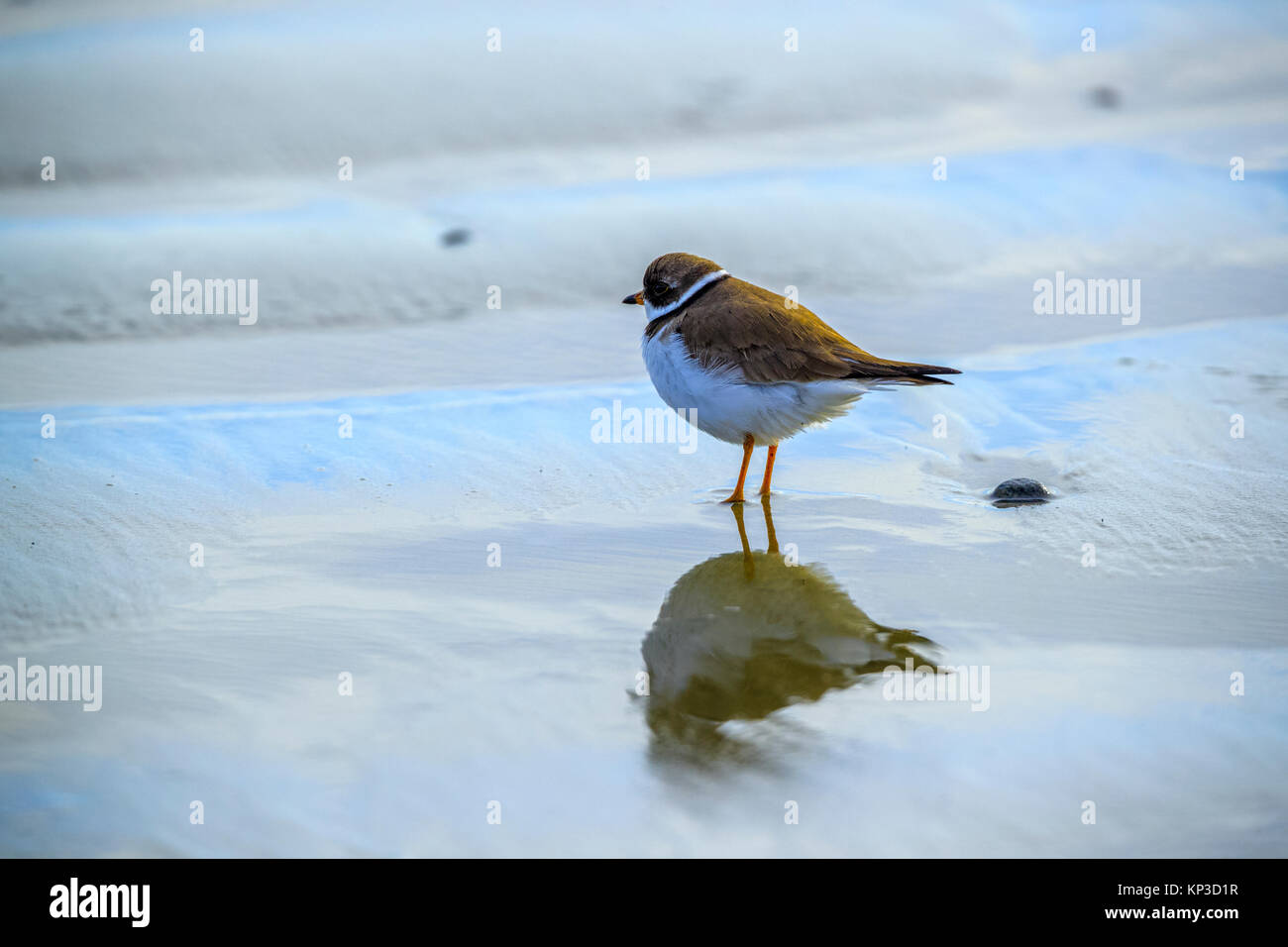 Shore birds along Pacific Rim National Park, Canada Stock Photo - Alamy