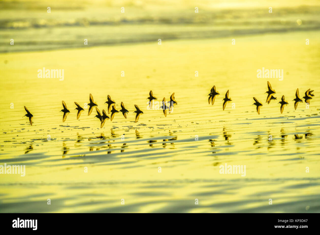 Shore birds along Pacific Rim National Park, Canada Stock Photo - Alamy