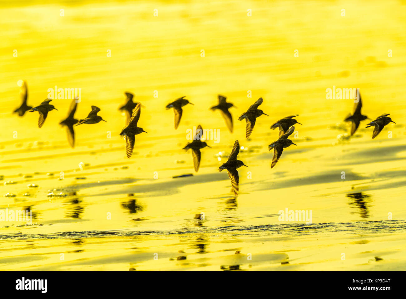 Shore birds along Pacific Rim National Park, Canada Stock Photo - Alamy