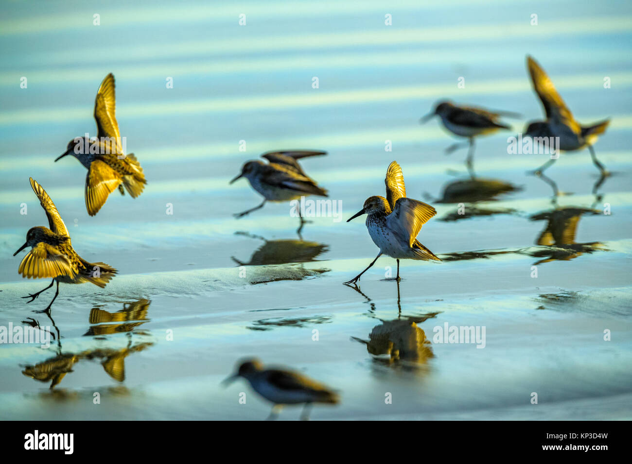Shore birds along Pacific Rim National Park, Canada Stock Photo - Alamy