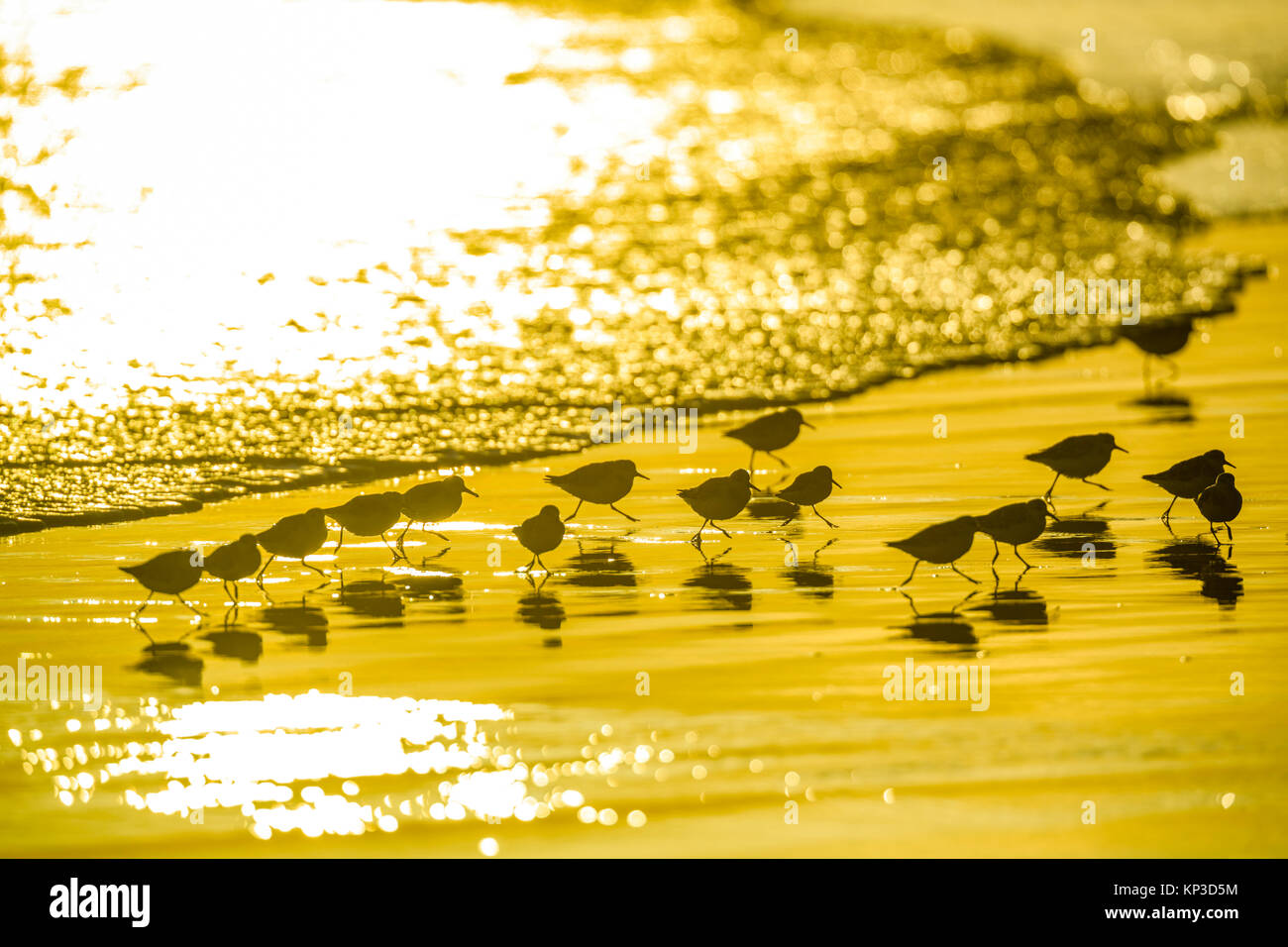 Shore birds along Pacific Rim National Park, Canada Stock Photo - Alamy