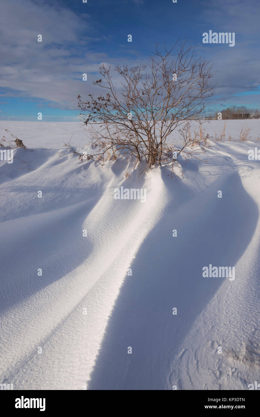 Winter on the Alberta Prairies Stock Photo - Alamy