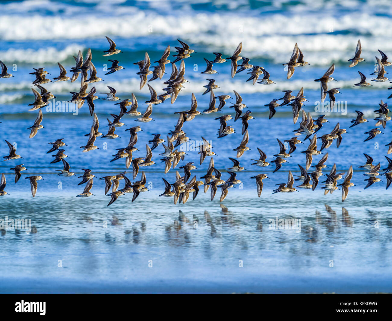 Shore birds along Pacific Rim National Park, Canada Stock Photo - Alamy