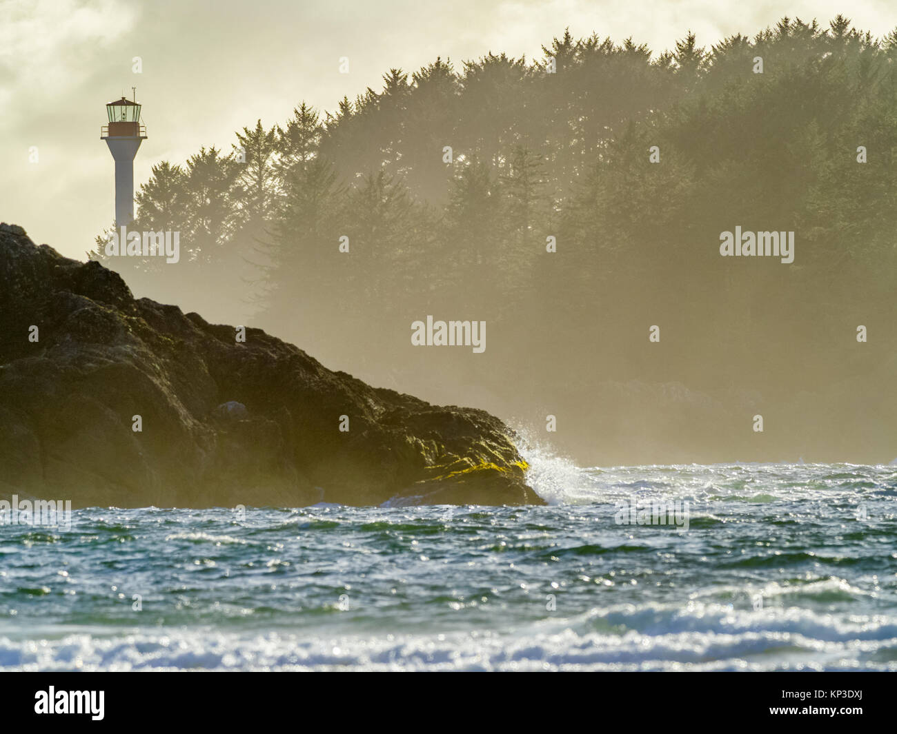 Rainforest in pacific rim hi-res stock photography and images - Alamy