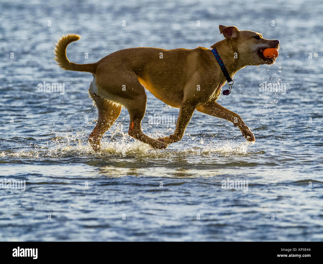 Dog catching ball on shore of Pacific Rim National Park, Canada Stock ...