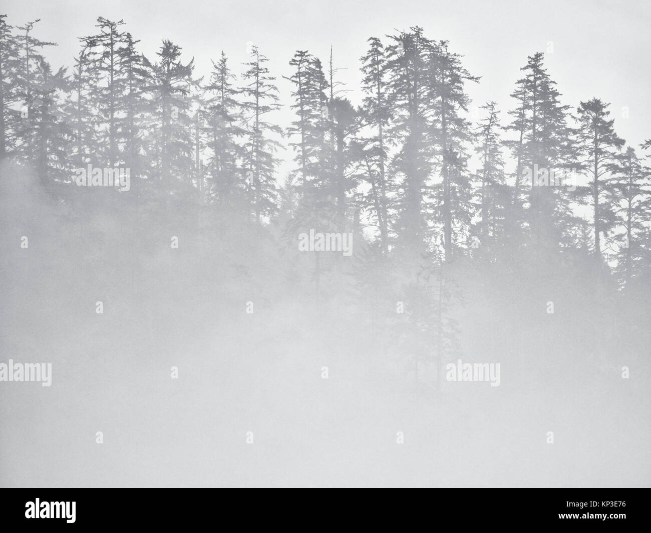 Coastal forest in Pacific Rim National Park, Canada Stock Photo - Alamy