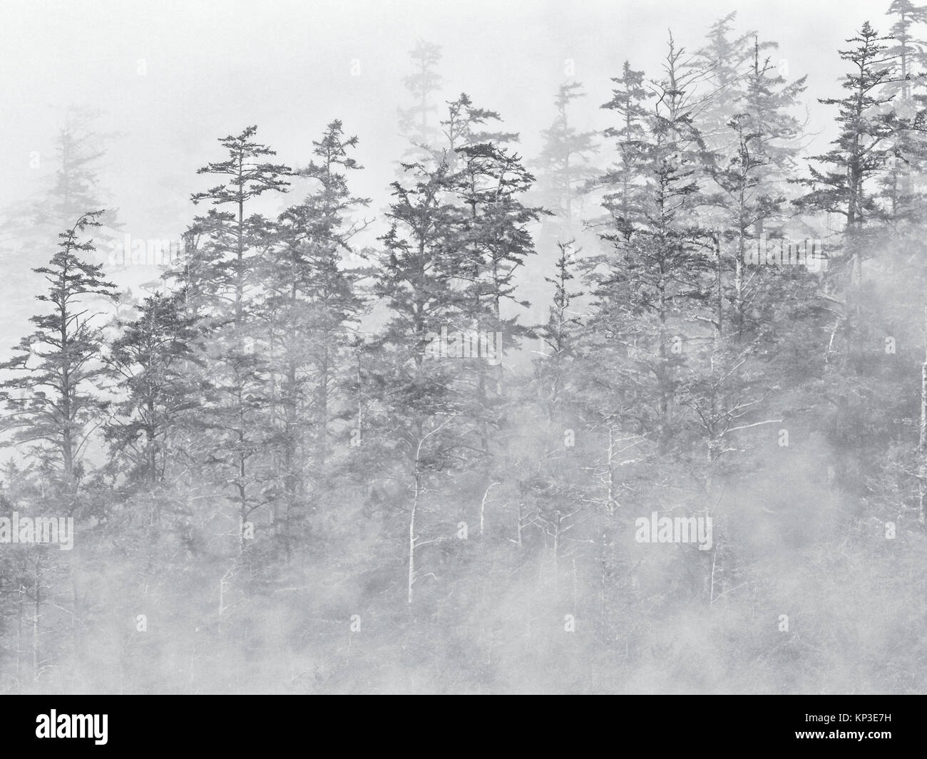 Coastal forest in Pacific Rim National Park, Canada Stock Photo - Alamy