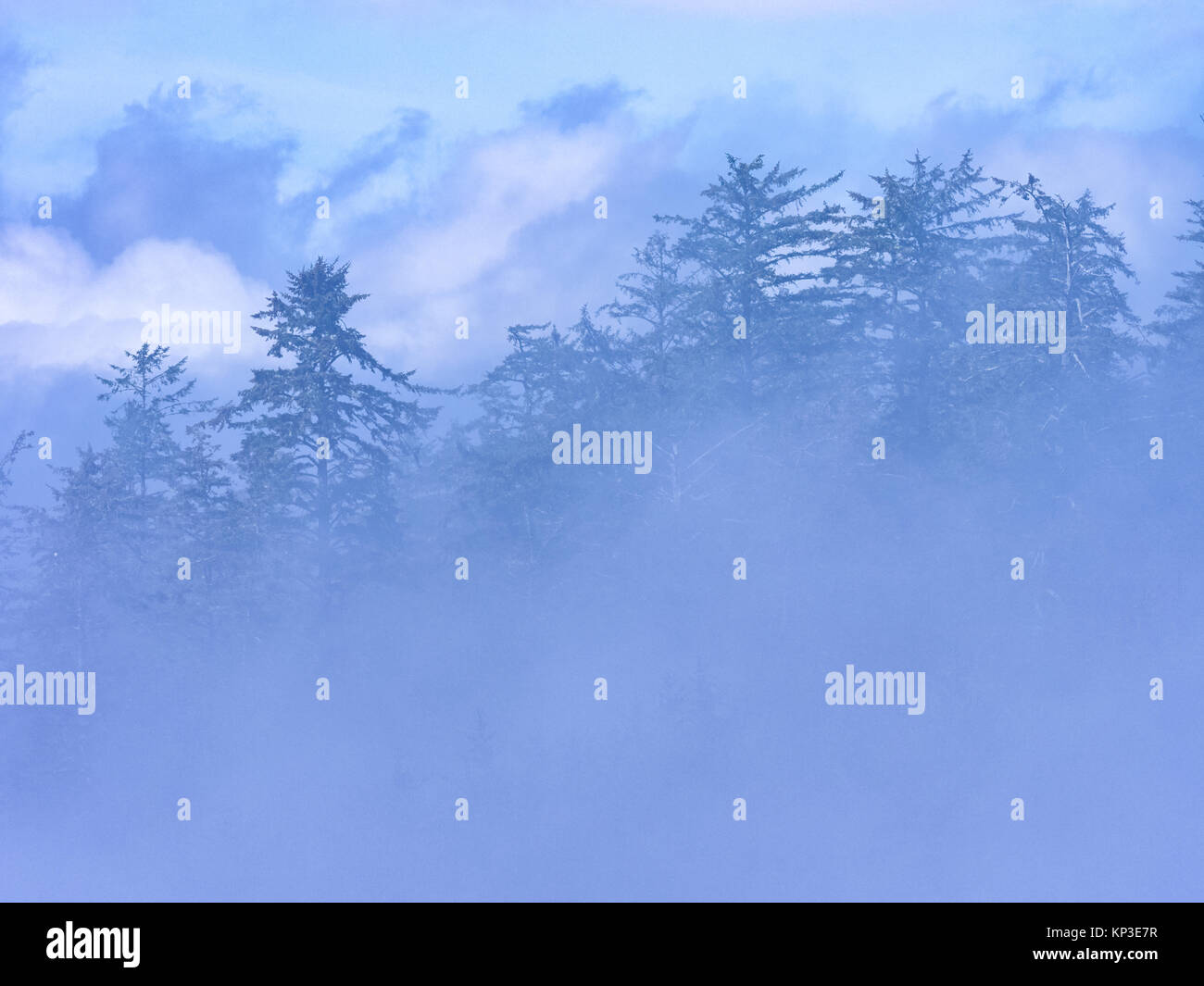 Coastal forest in Pacific Rim National Park, Canada Stock Photo - Alamy