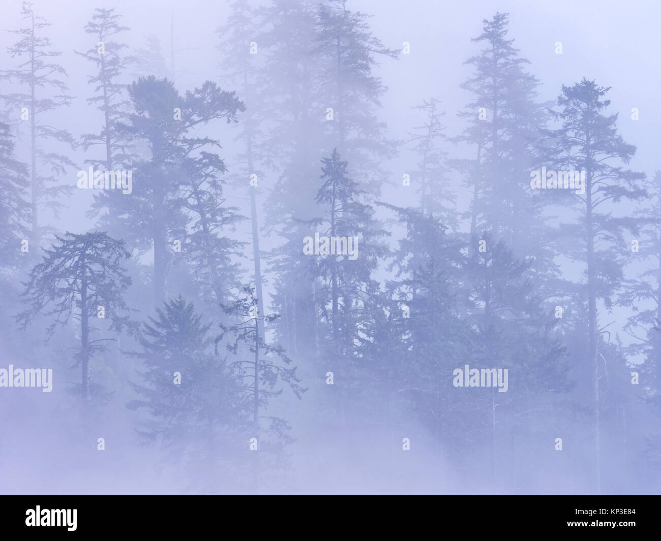 Coastal forest in Pacific Rim National Park, Canada Stock Photo - Alamy