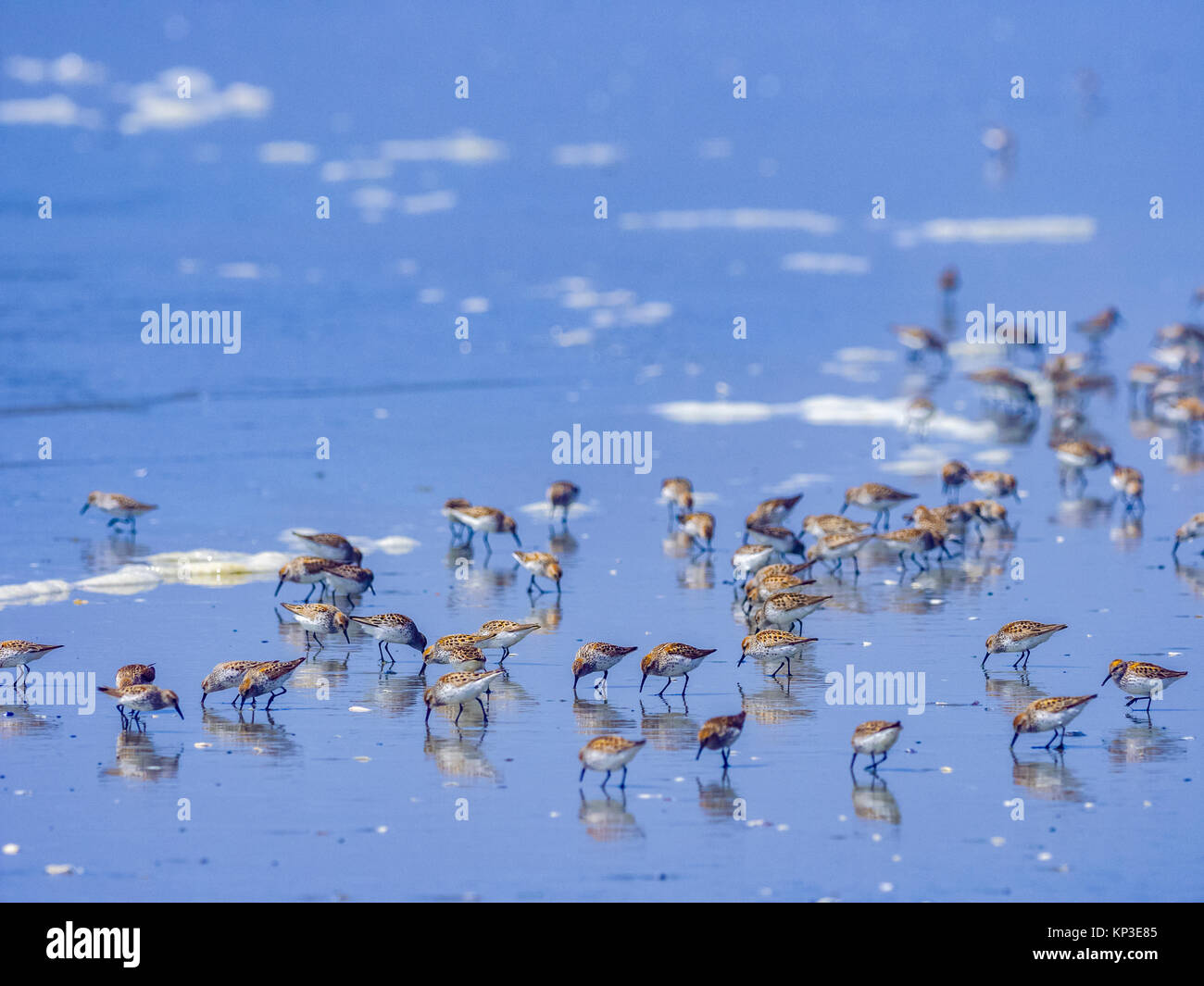 Shore birds along Pacific Rim National Park, Canada Stock Photo - Alamy