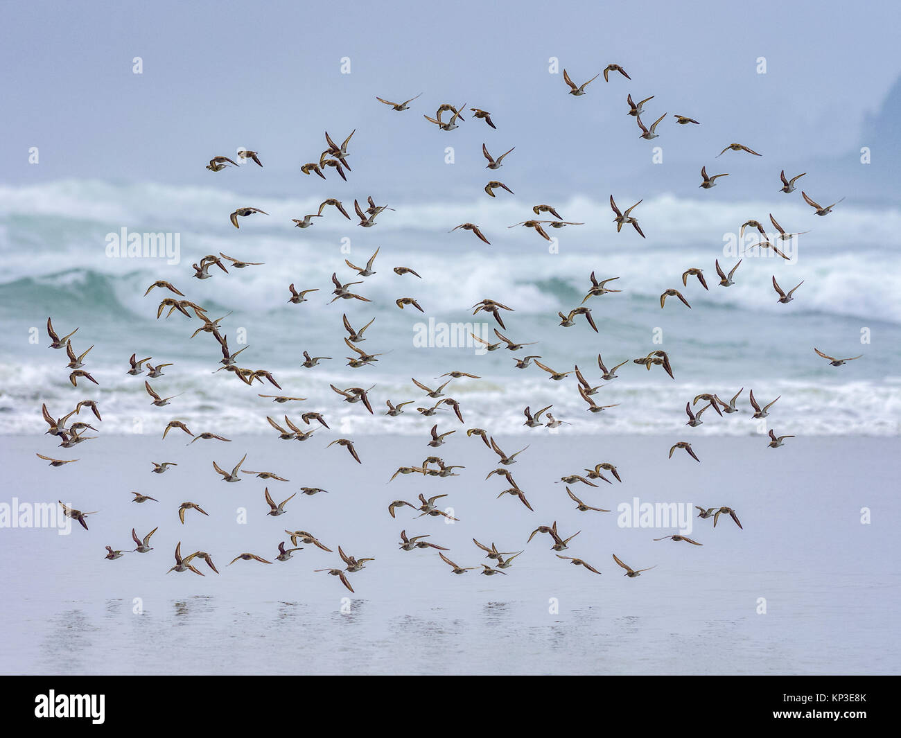Shore birds along Pacific Rim National Park, Canada Stock Photo - Alamy