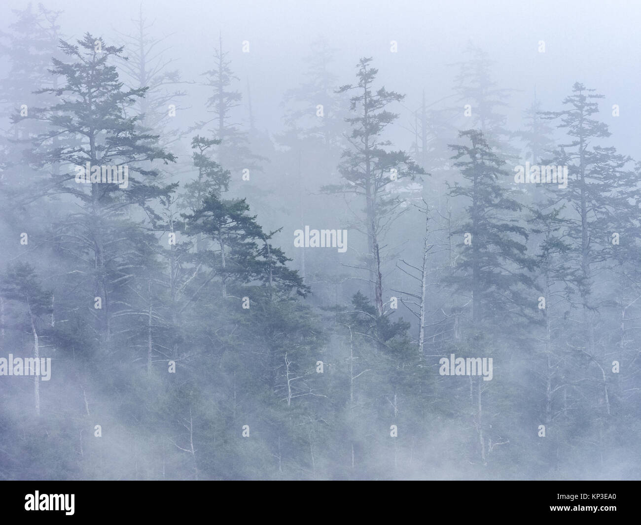 Coastal forest in Pacific Rim National Park, Canada Stock Photo - Alamy