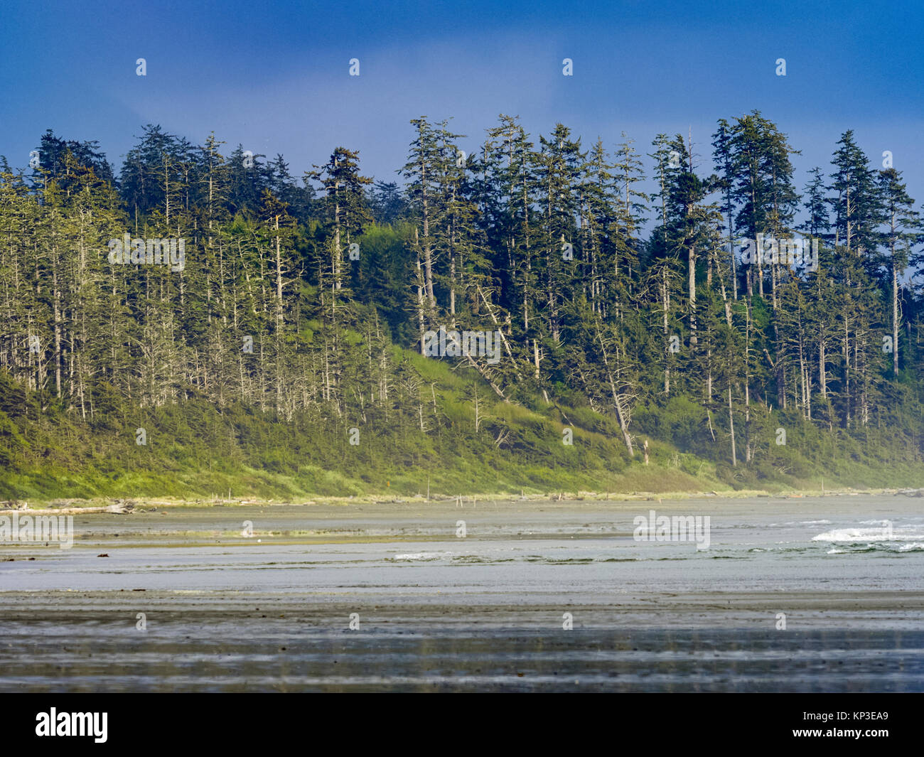 Coastal forest in Pacific Rim National Park, Canada Stock Photo - Alamy