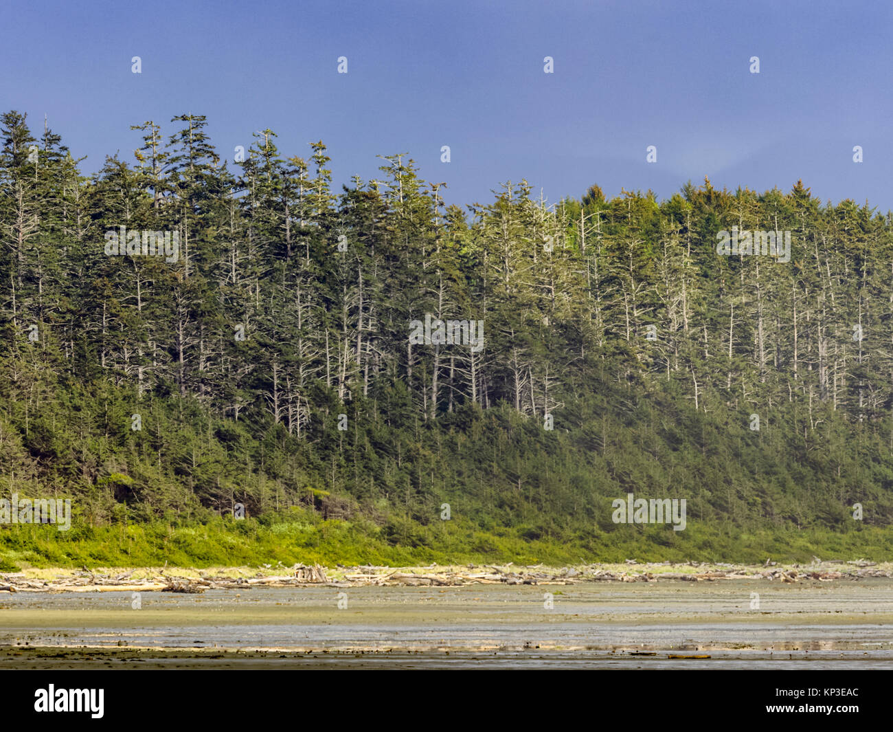 Coastal forest in Pacific Rim National Park, Canada Stock Photo - Alamy
