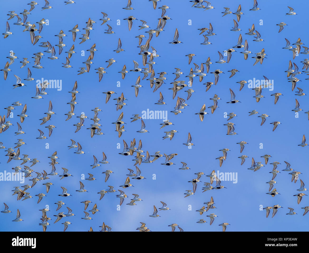 Shore birds along Pacific Rim National Park, Canada Stock Photo - Alamy