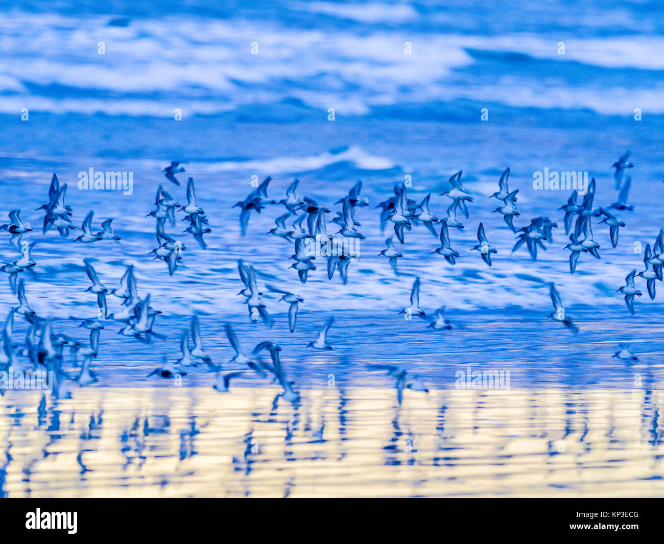 Shore birds along Pacific Rim National Park, Canada Stock Photo - Alamy