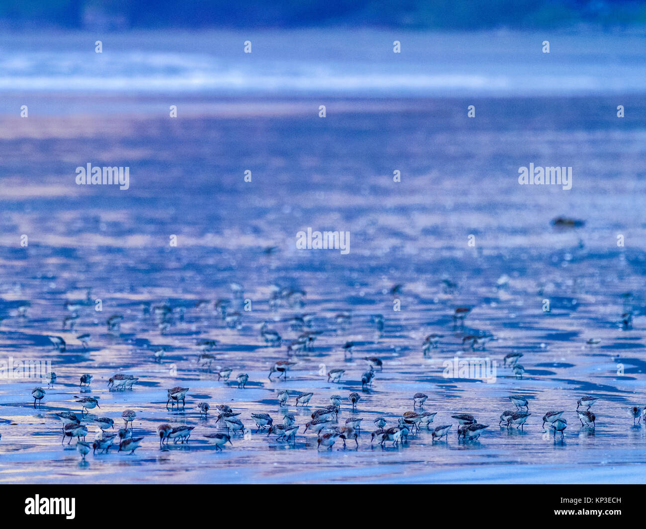 Shore birds along Pacific Rim National Park, Canada Stock Photo - Alamy